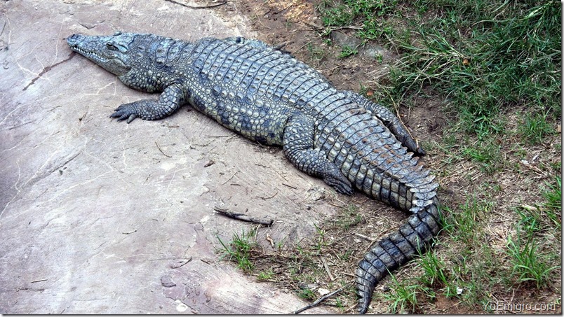 Consejos para cuidarse de los lagartos en Florida